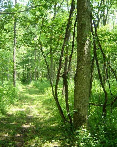 Chief Noonday Recreational Trail on OverlookMaps.com